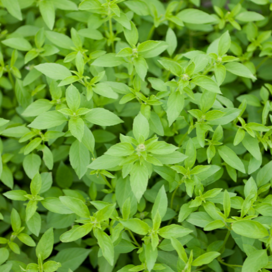 Lemon Basil (Ocimum basilicum) | Terre promise